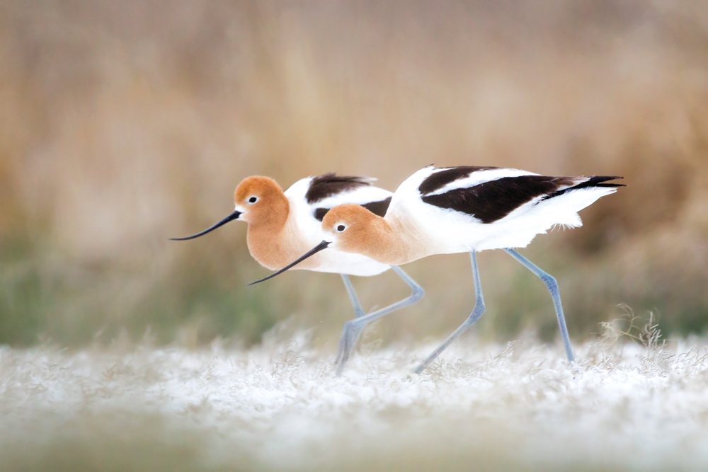 Focusing on Wildlife, Award Winning Photographer - Melissa Groo - Ink ...