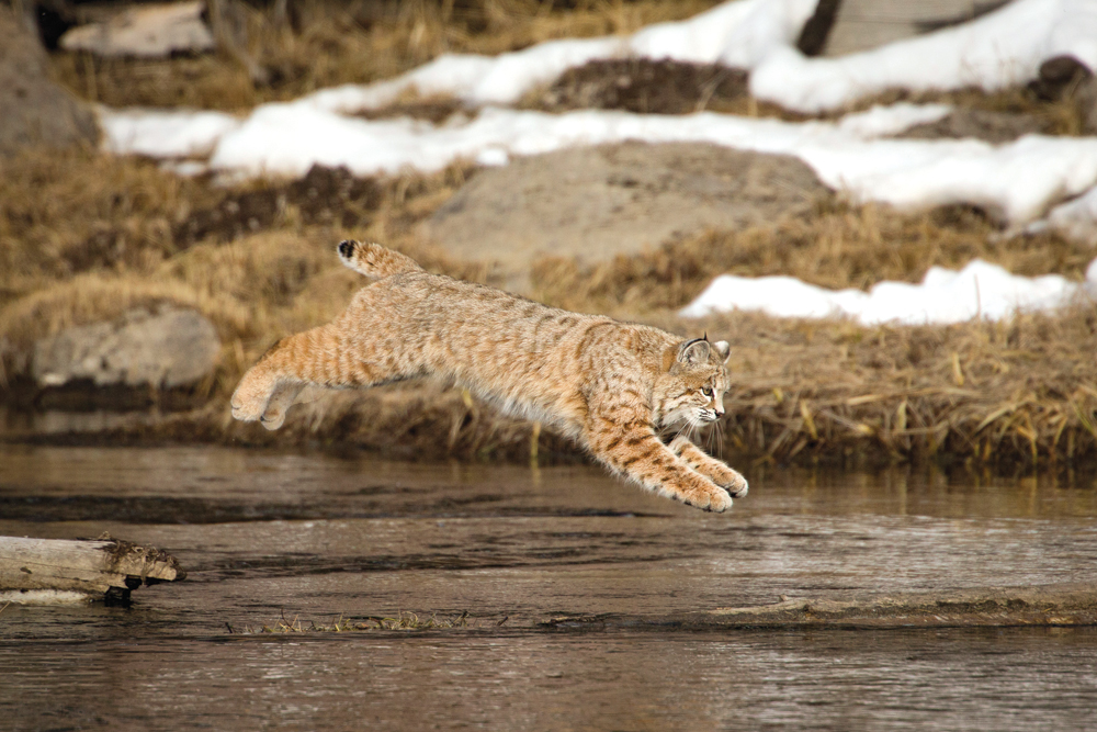 Focusing on Wildlife, Award Winning Photographer - Melissa Groo - Ink ...